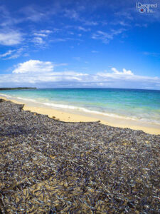 Masbate Beaches - Best Tourist-Free Paradise in the Philippines ...